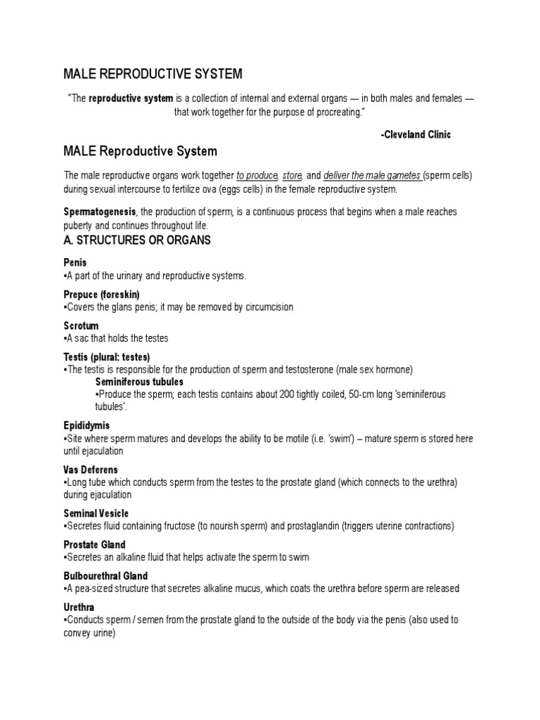 Male Reproductive System Final | PDF | Luteinizing Hormone | Cancer