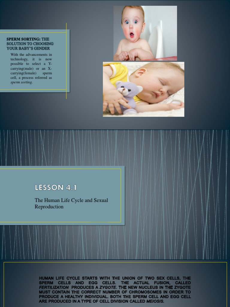 The Human Life Cycle and Sexual Reproduction | PDF | Science & Mathematics