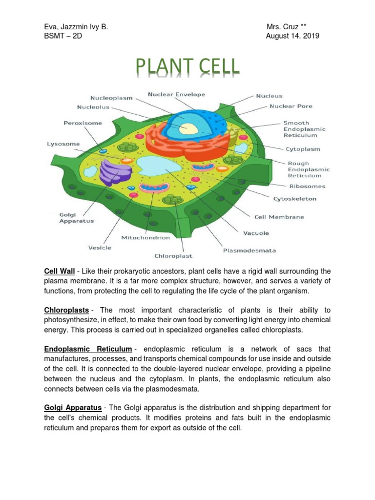 Biochem Hw1 Cell | PDF | Endoplasmic Reticulum | Cell (Biology)