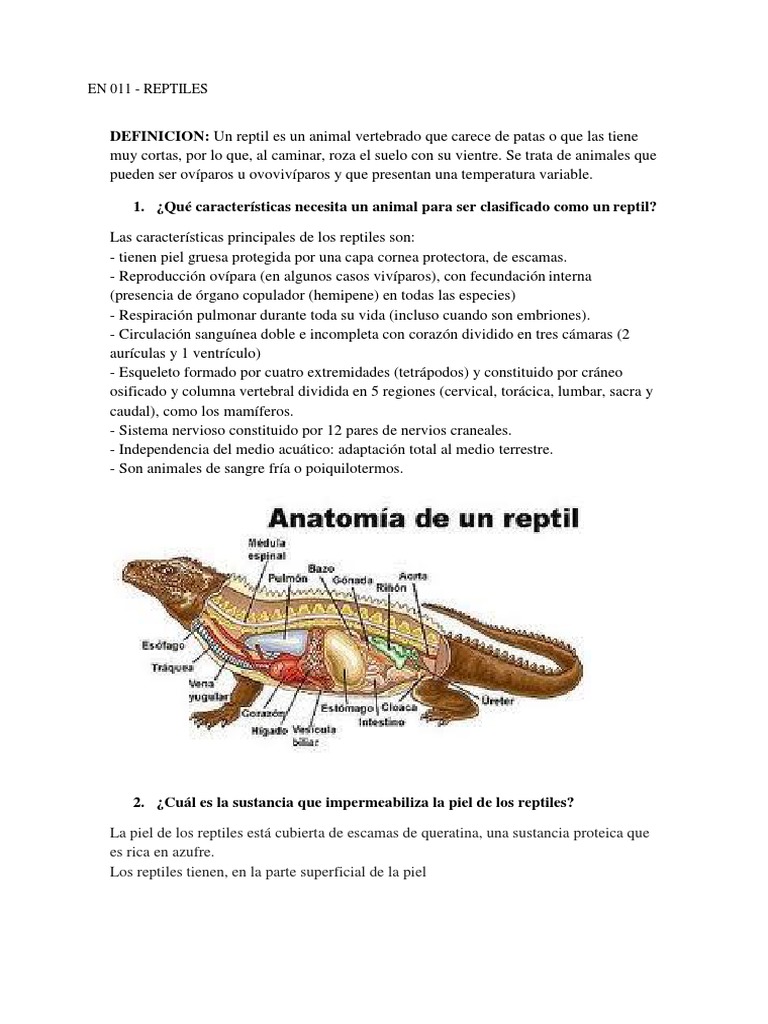 Anatomía y Características de los Reptiles | PDF | Tortuga | Serpiente