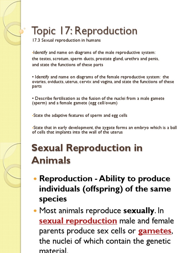 Topic 17: Reproduction | PDF | Reproductive System | Sexual Reproduction