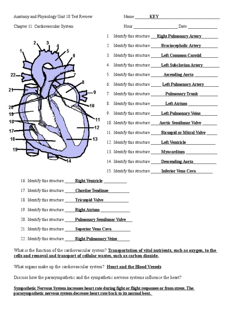 Anatomy and Physiology Unit 10 Test Review KEY | PDF | Artery | Heart Anatomy and Physiology Unit 10 Test Review KEY | PDF | Artery | Heart