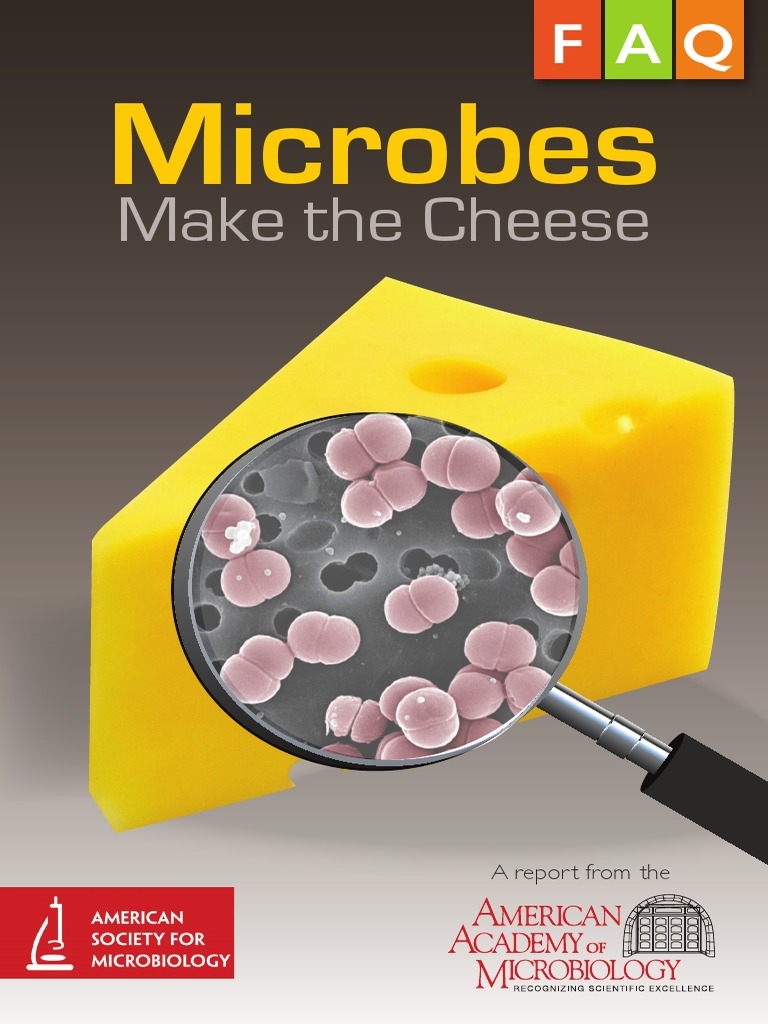 Microbes Make The Cheese | PDF | Cheese | Cheesemaking