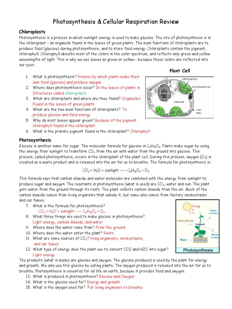 Photosynthesis | PDF | Photosynthesis | Cellular Respiration