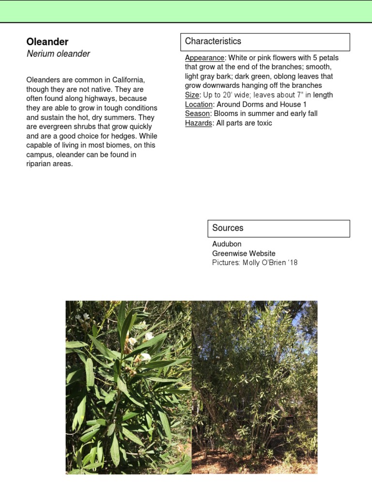 Oleander 1 | PDF