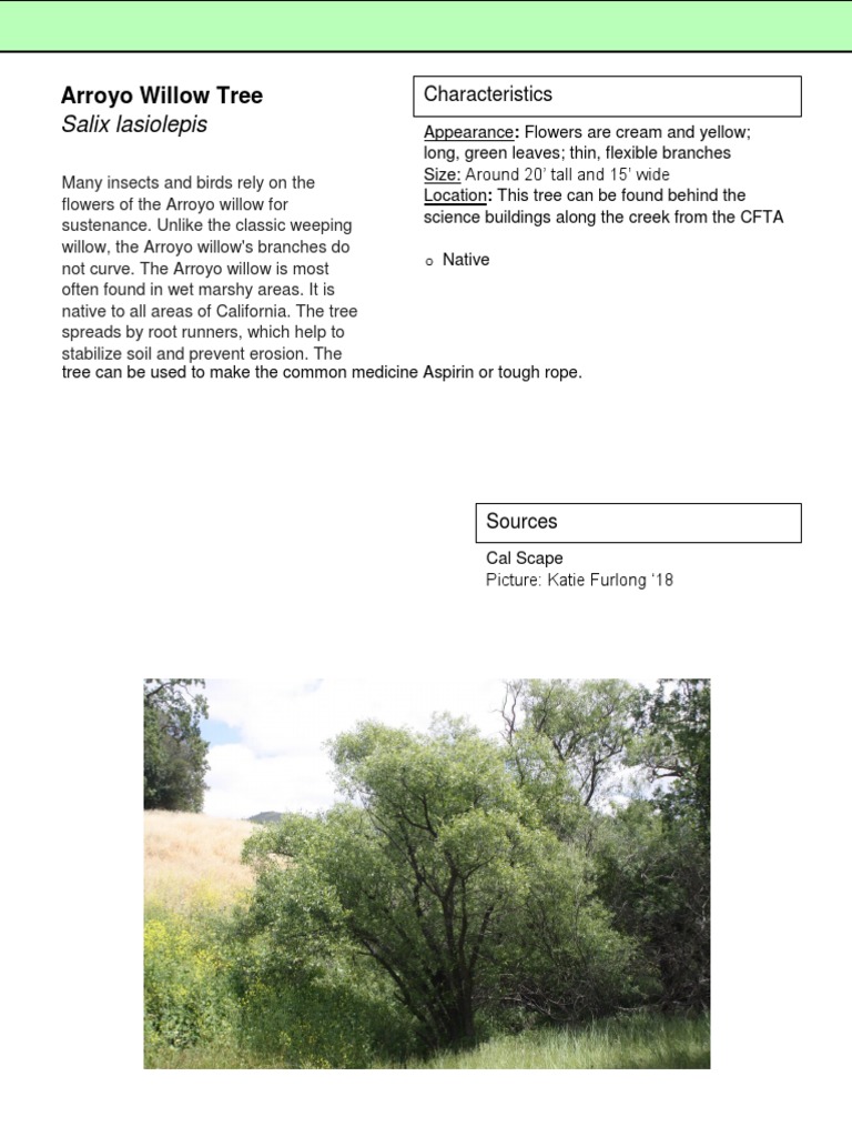Salix Lasiolepis: Arroyo Willow Tree | PDF
