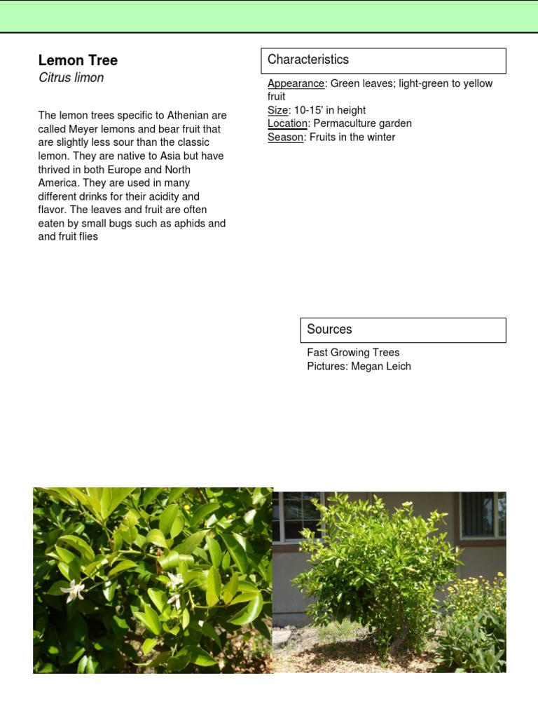 Lemon Tree 1 | PDF | Lemon | Edible Fruits