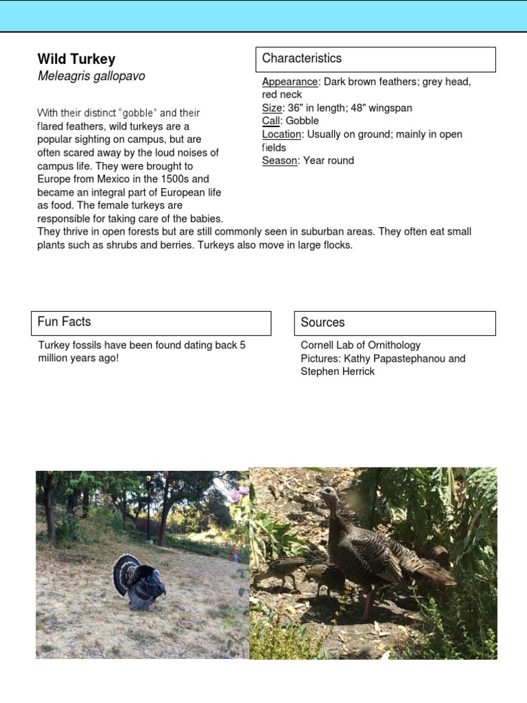 Wild Turkey 1 | PDF