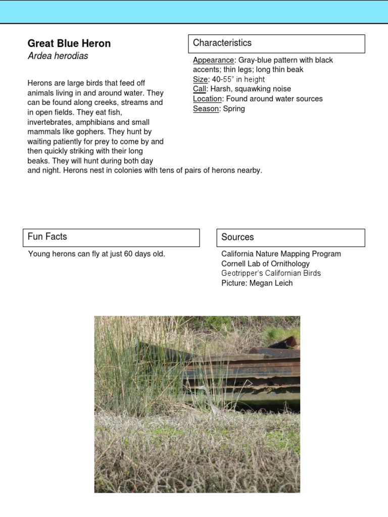 Great Blue Heron 1 | PDF | Science & Mathematics