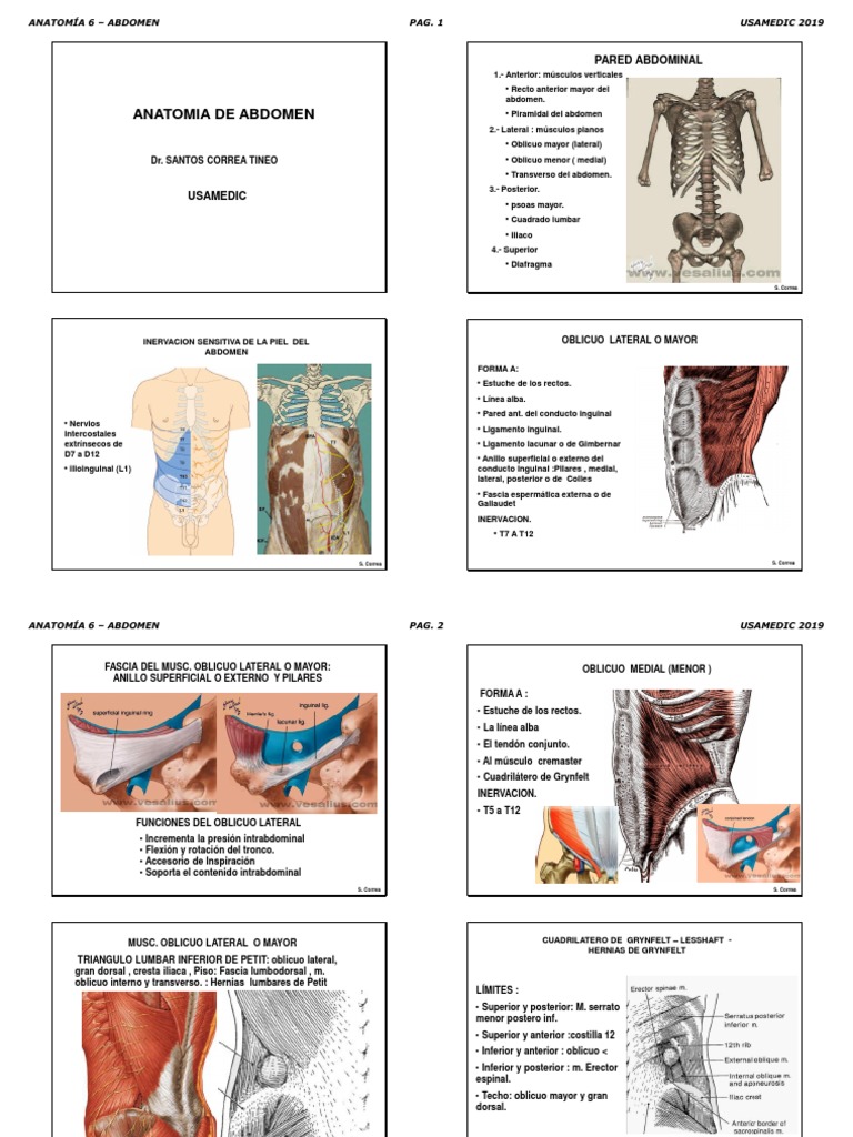 Anatomia 6 Abdomen - Usa 2019 Alumno Nuevo | PDF | Estómago | Abdomen