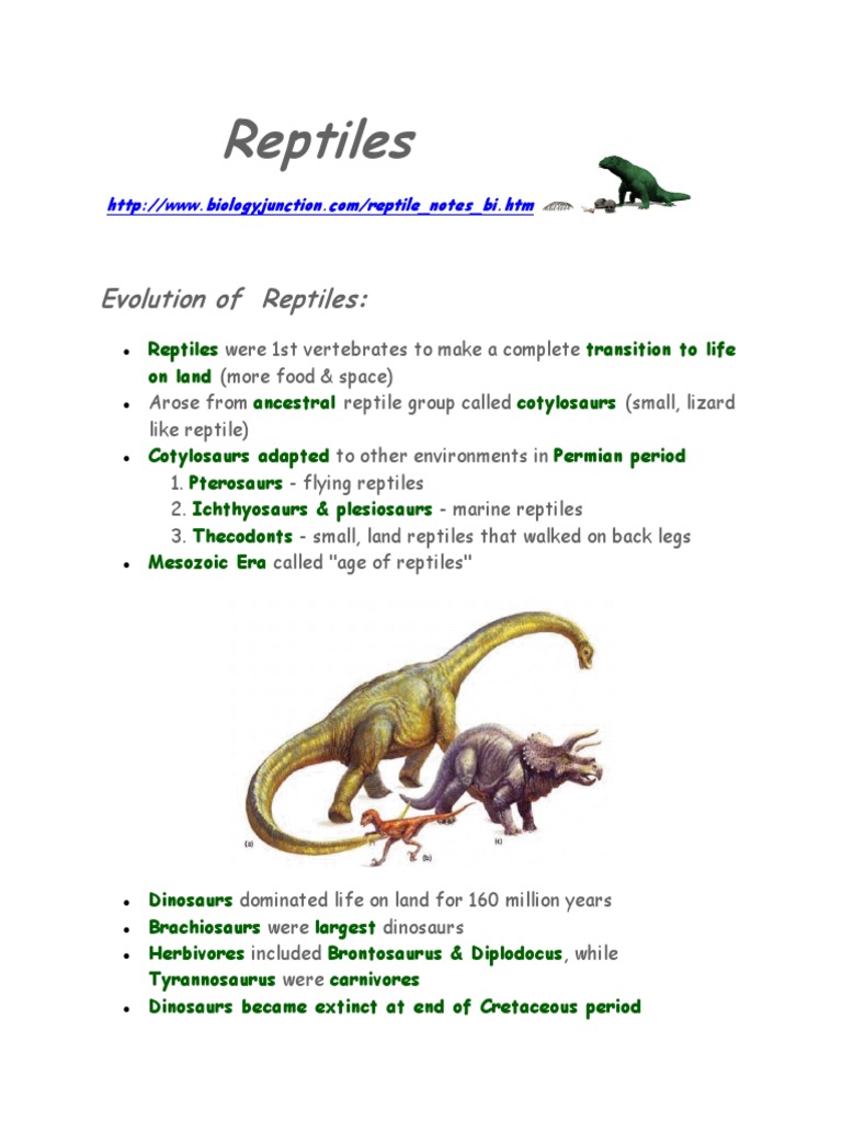Evolution of Reptiles | PDF | Reptile | Turtle