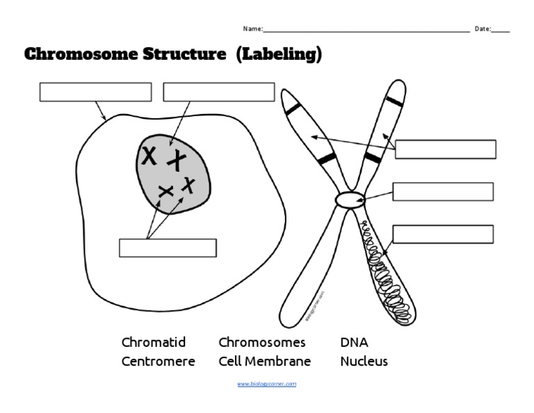 Chromosome Structure (Label) | PDF