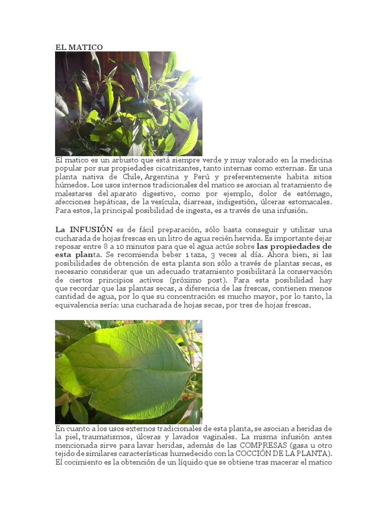 Propiedades y Usos del Matico | PDF | Champú | Alimentos