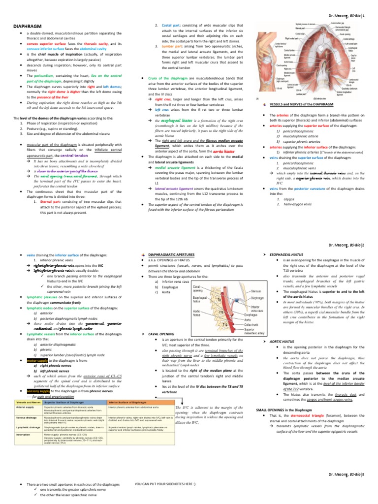 Diaphragm Gross Anatomy | Download Free PDF | Aorta | Human Leg