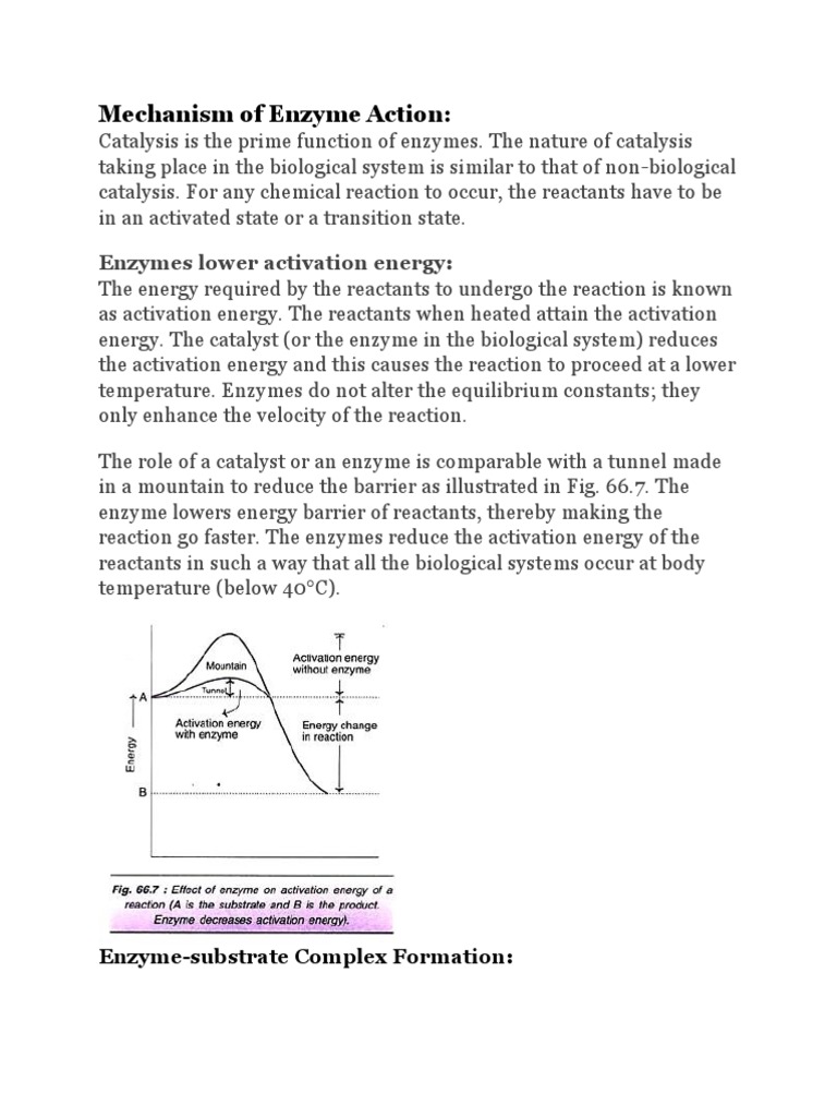 Mechanisms of Enzyme Action Explained | PDF | Active Site | Enzyme