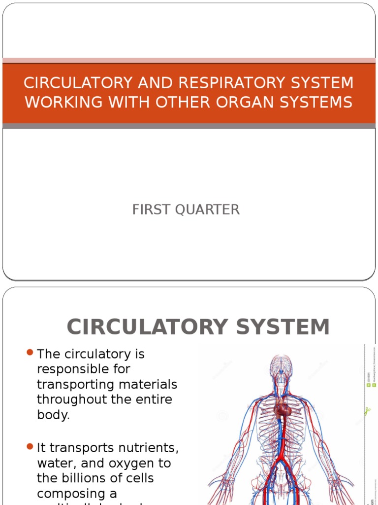 Circulatory and Respiratory System Working With Other Organ Systems ...