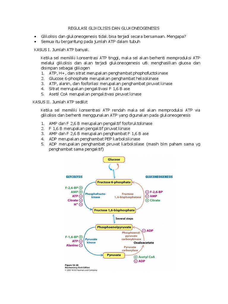 Regulasi Glikolisis Dan Glukoneogenesis | PDF