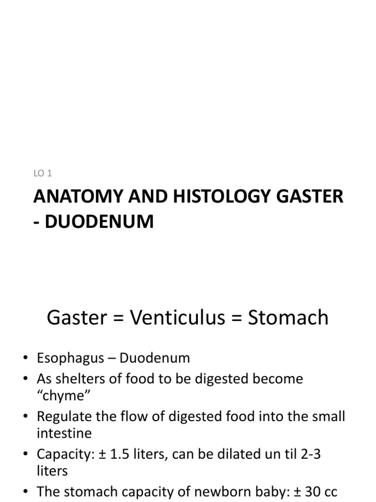 Anatomy and Histology Gaster - Duodenum | PDF | Stomach ...