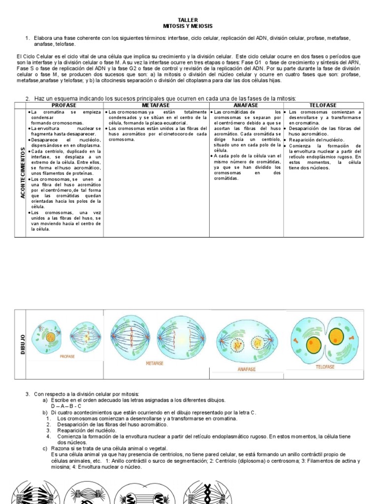 Taller de Mitosis y Meiosis | PDF | Mitosis | Mitosis