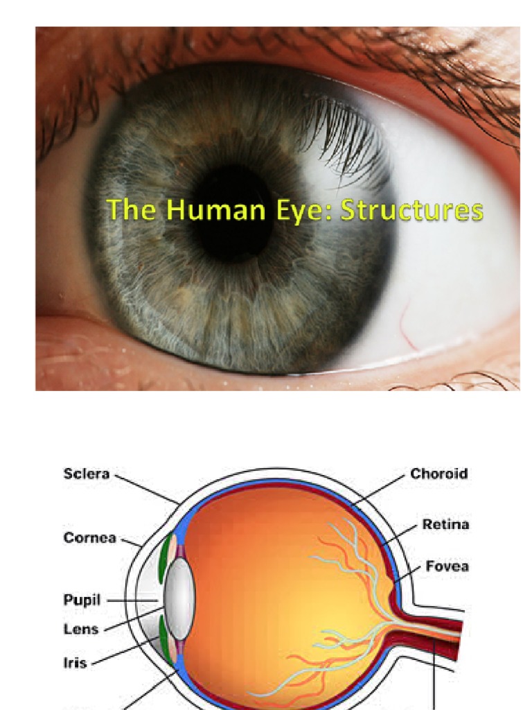 The Human Eye Powerpoint Notes | PDF | Human Eye | Eye