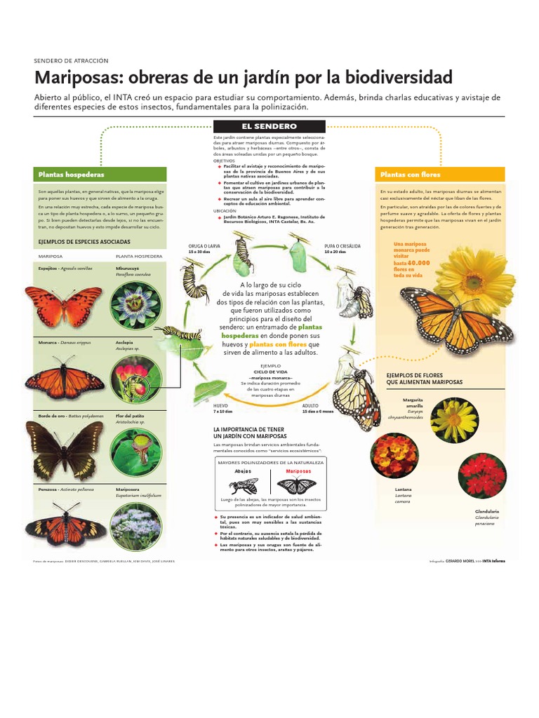 INFOGRAFIA DE MARIPOSA 1 | Lepidópteros | Jardines | Prueba gratuita de ...