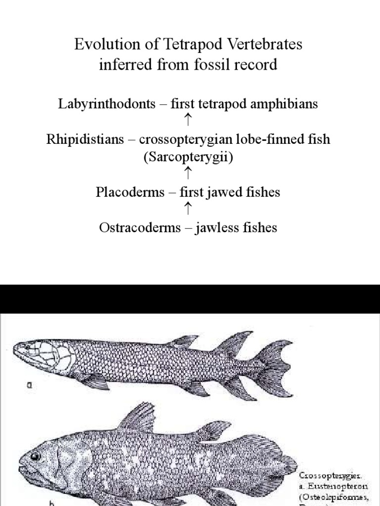 Evolution of Tetrapod Vertebrates | PDF | Social Science | Science ...