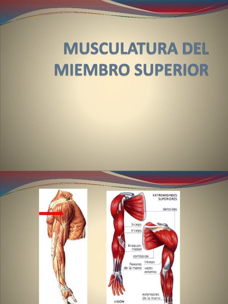 Musculatura Del Miembro Superior-Inferior | PDF | Mano | Codo