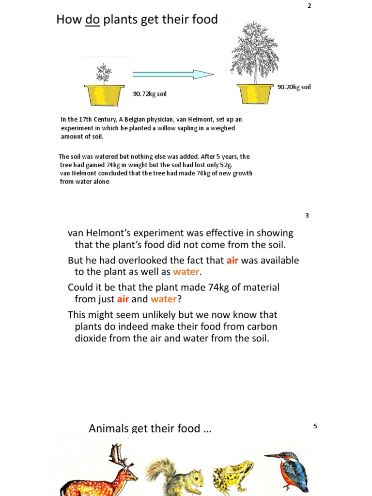 6.plant Nutrition Overview | PDF | Photosynthesis | Leaf