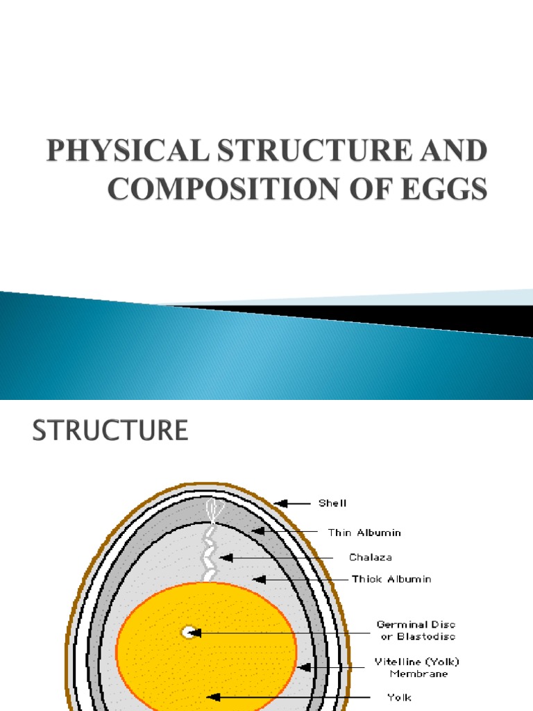 Structure and Composition of Eggs | PDF | Egg | Egg White