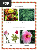 Mga Uri NG Halamang Gulay | PDF