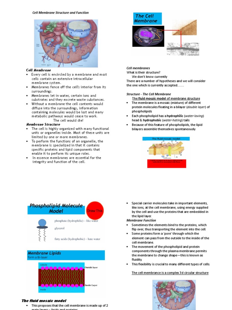 Cell Membrane Structure And Function Worksheet Pdf