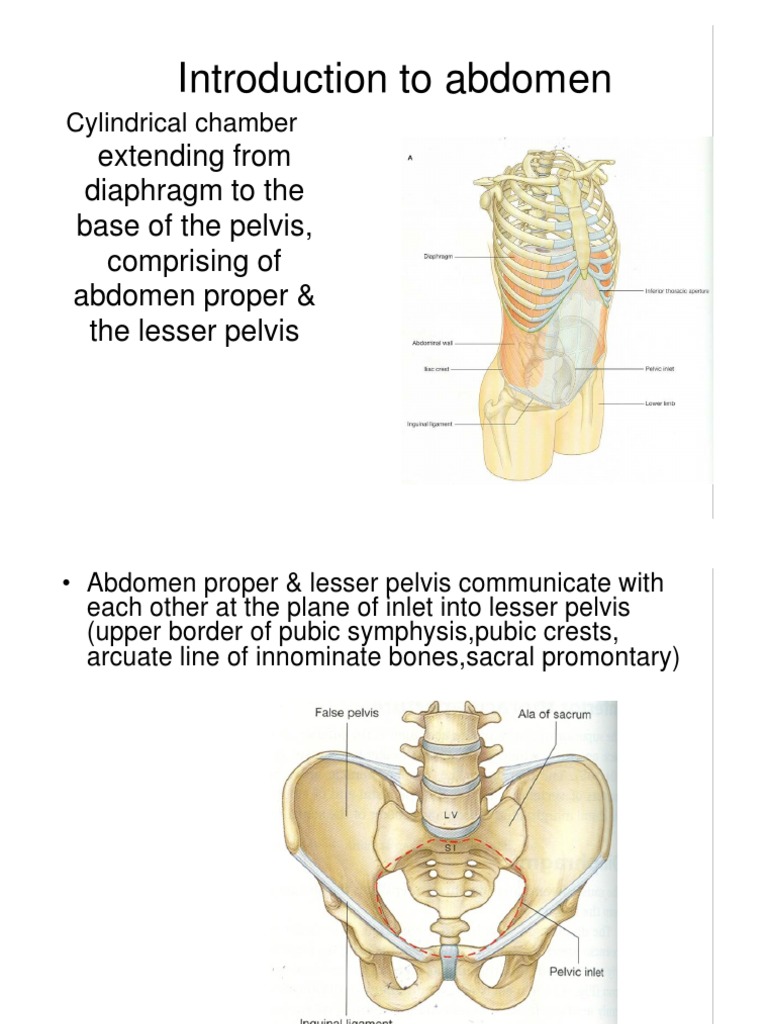 Anatomy of the Abdomen and Pelvis | PDF | Abdomen | Pelvis