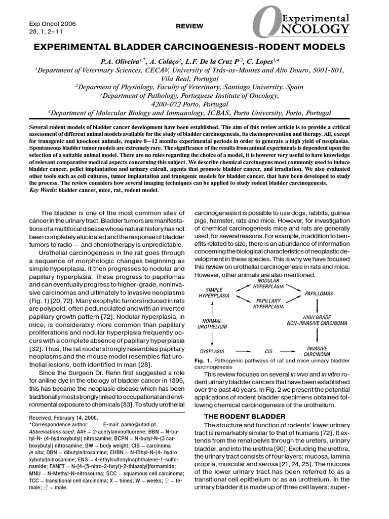 Experimental Bladder Carcinogenesis-Rodent Models | PDF | Model ...