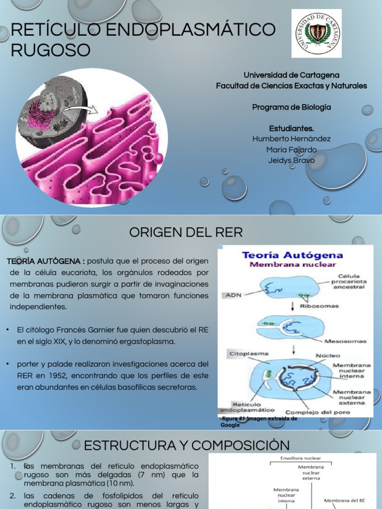 Estructura y Funciones del RER | PDF | Retículo endoplásmico | Anatomía ...