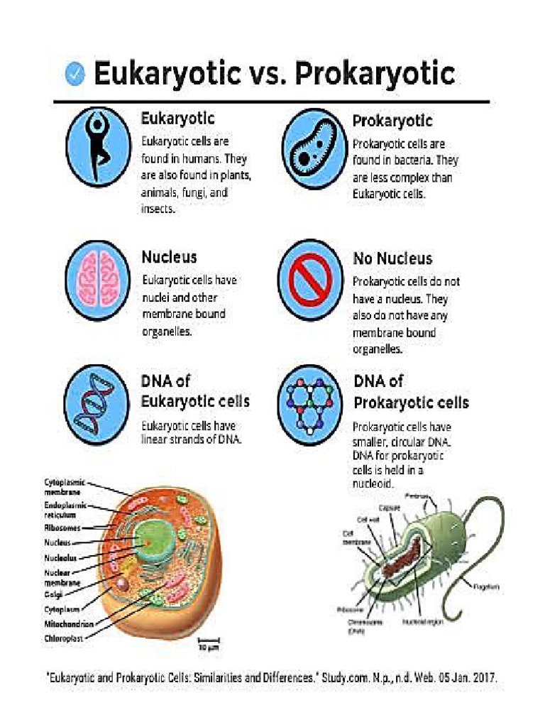 Prokaryotic and Eukaryotic Cells | PDF