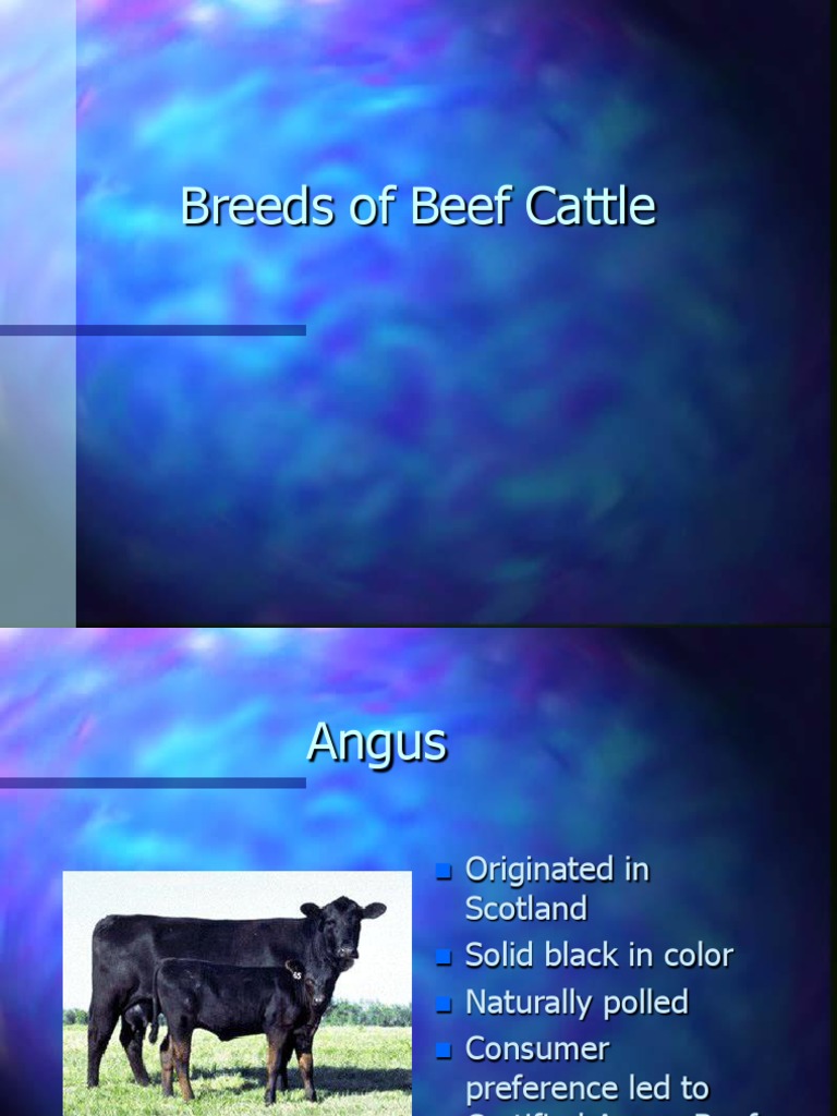 Beef Breeds | PDF | Cattle | Animal Breeds
