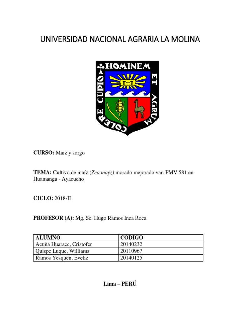 Cultivo de Maíz (Zea Mayz) Morado Mejorado Var. PMV 581 en Huamanga ...