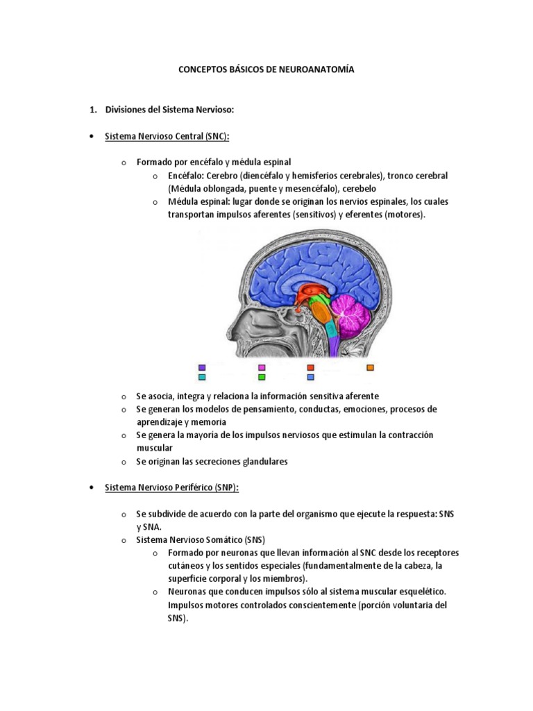 Neuroanatomía básica: estructura y organización del sistema nervioso ...