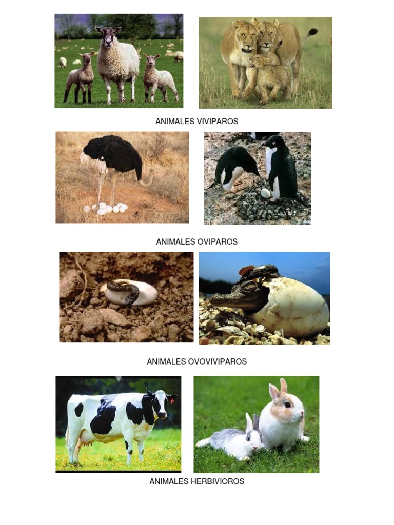 Animales Viviparos | PDF