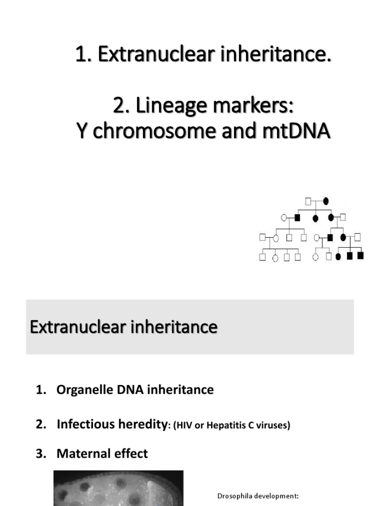 Extranuclear Inheritance. 2. Lineage Markers: Y Chromosome and Mtdna ...