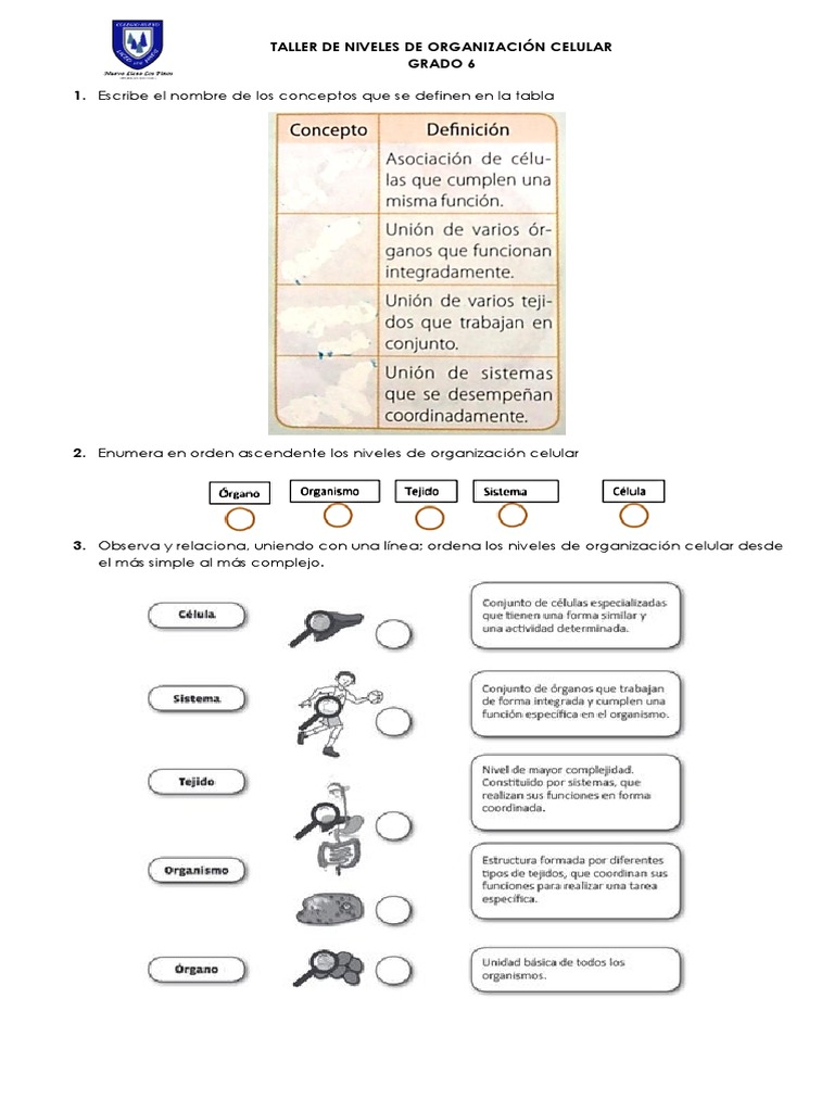Taller de Niveles de Organización Celular | PDF