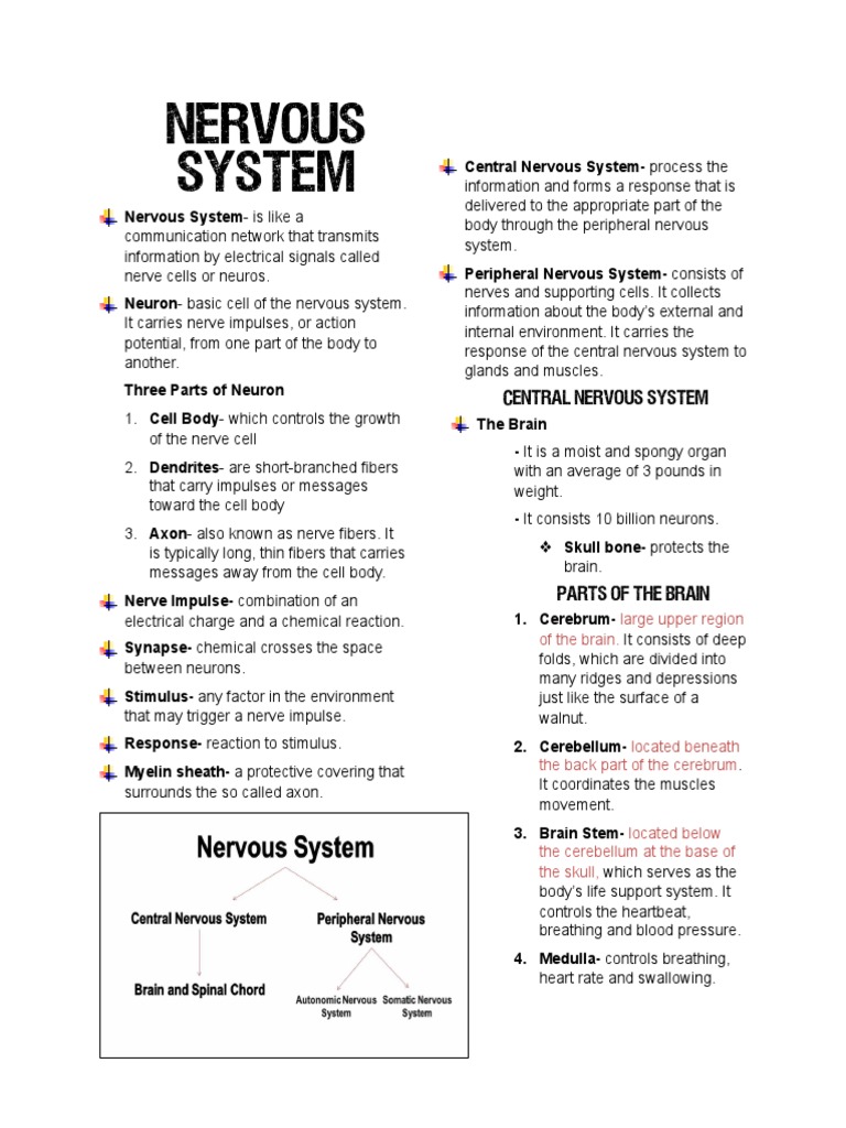 Nervous System | PDF | Nervous System | Neuron