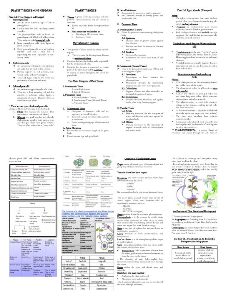 Plant Tissues and Cell Types Explained | PDF | Tissue (Biology) | Leaf