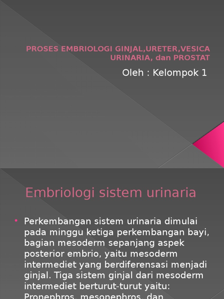 Proses Embriologi Ginjal, Ureter, Vesica Urinaria, Dan Prostat | PDF