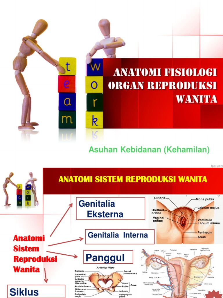 Anatomi Fisiologi Organ Reproduksi Wanita PDF | PDF