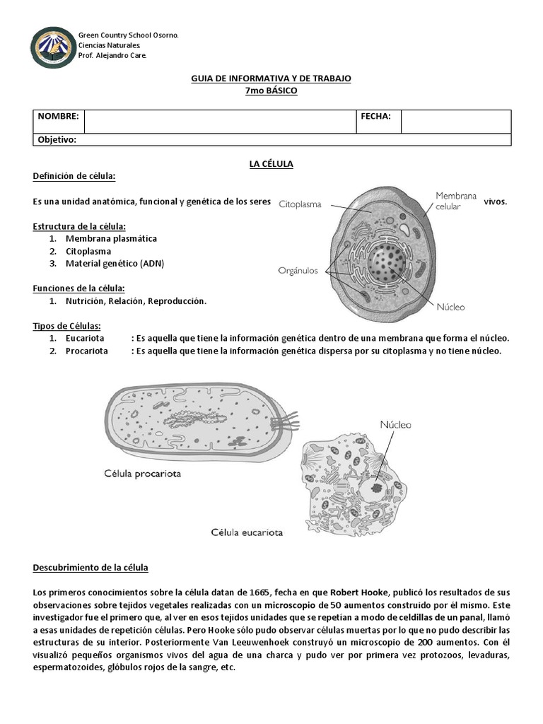 Guía de la Célula para 7mo Básico | PDF | Biología Celular) | Microscopio