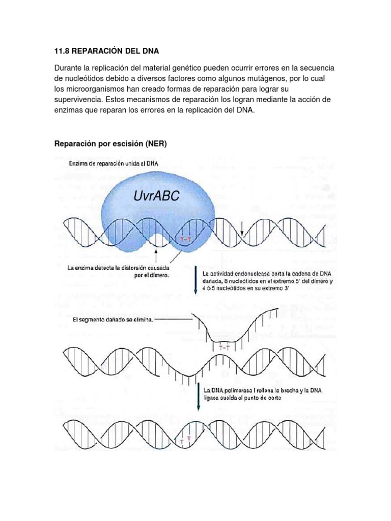 Reparación de DNA | PDF | Reparación de adn | Replicación De Adn