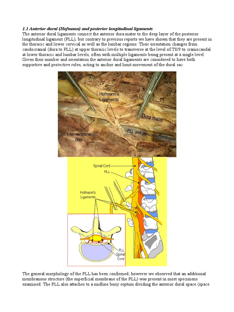 1.1 Anterior Dural (Hofmann) and Posterior Longitudinal Ligaments | PDF