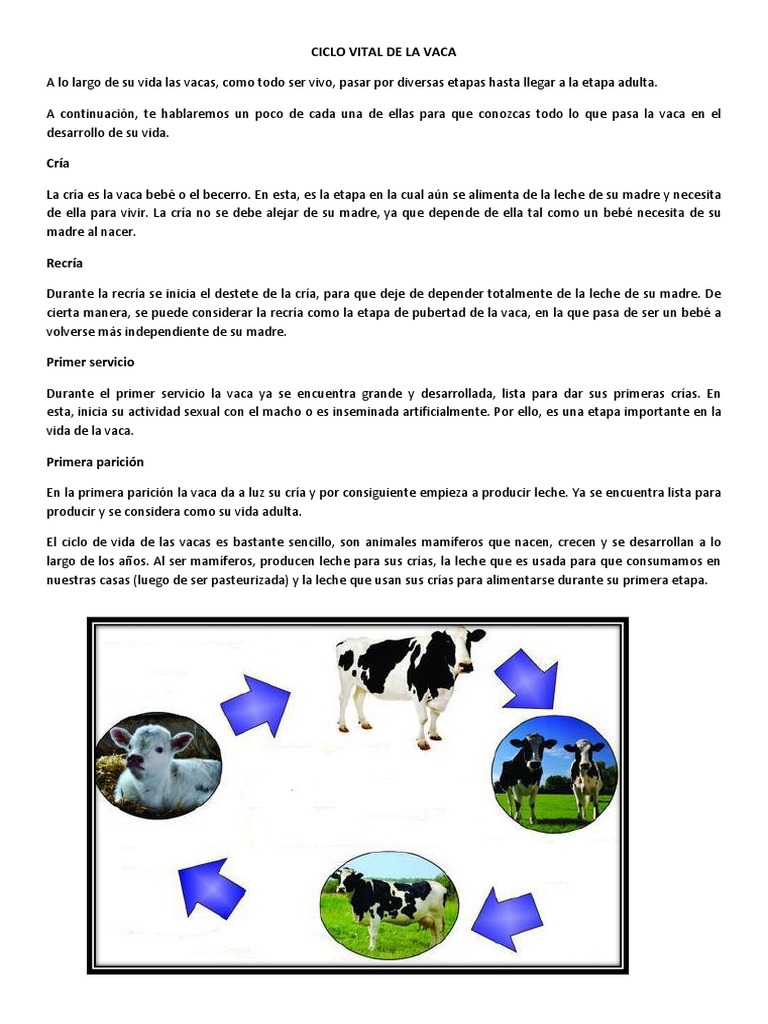Ciclo Vital de La Vaca | PDF