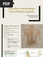Anatomía y Fisiología Anorrectal | PDF | Recto | Sistema digestivo